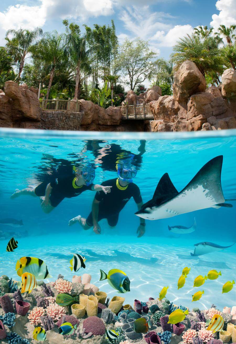 Discovery Cove | SeaWorld Waterpark Discount Tickets | Undercover Tourist Discovery Cove | SeaWorld Waterpark Discount Tickets | Undercover Tourist