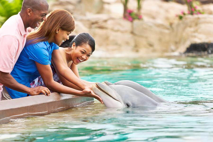 Dolphin Cove | SeaWorld Orlando Discount Tickets | Undercover Tourist
