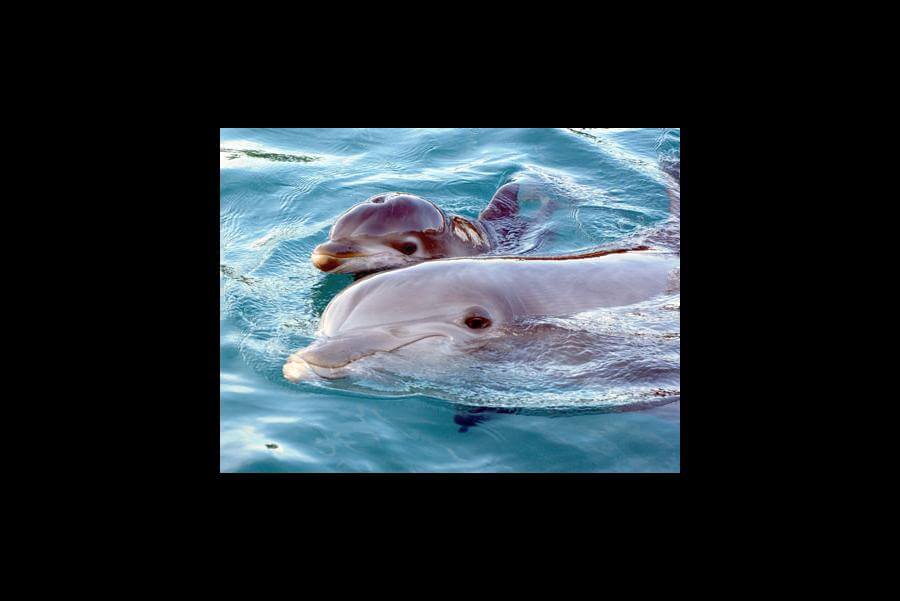 Dolphin Nursery | SeaWorld Orlando Discount Tickets | Undercover Tourist