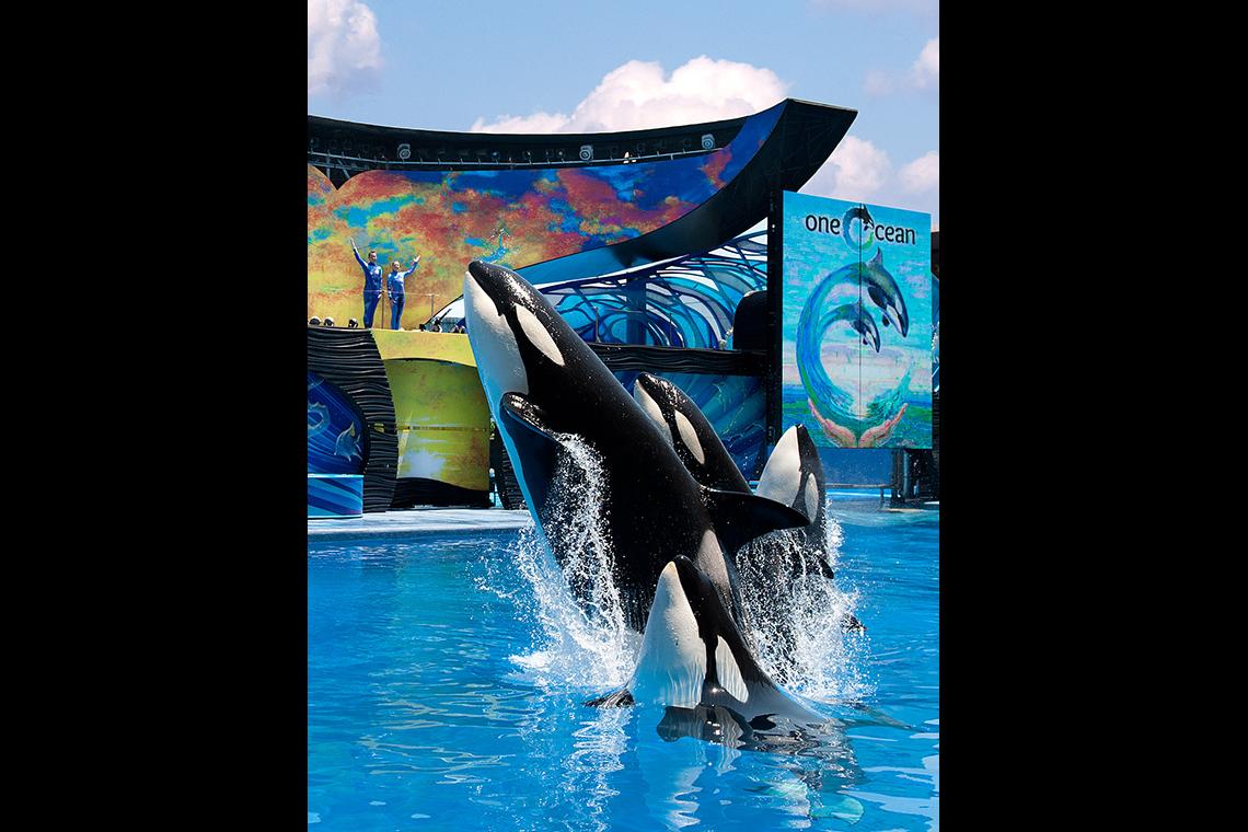 SeaWorld Orlando Single Day Ticket | Undercover Tourist